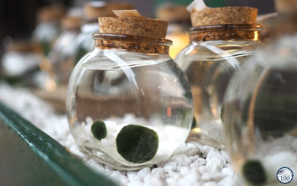 Ainu legends and Marimo algae on the shores of lake Akan - Nippon100